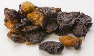 Edible Palm worms (Rhynchophorus Ferrugineus) - Edible Insects for sale