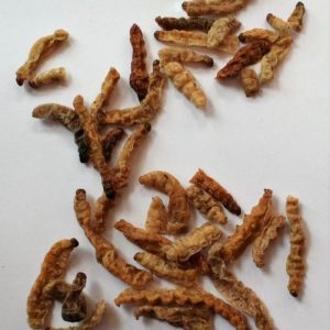 Edible insects that you can buy online